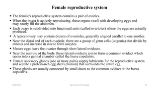 Chapter 4 INTERNAL STRUCTURE AND FUNCTION OF INSECT’S BODY (INSECT ...