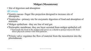 Chapter 4 INTERNAL STRUCTURE AND FUNCTION OF INSECT’S BODY (INSECT ...