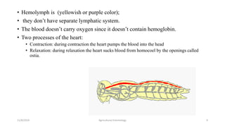 Chapter 4 INTERNAL STRUCTURE AND FUNCTION OF INSECT’S BODY (INSECT ...