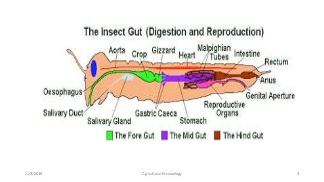 Chapter 4 INTERNAL STRUCTURE AND FUNCTION OF INSECT’S BODY (INSECT PH…