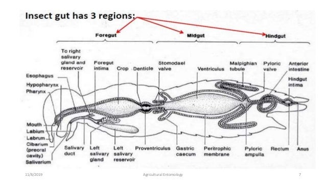 Chapter 4 INTERNAL STRUCTURE AND FUNCTION OF INSECT’S BODY (INSECT PH…