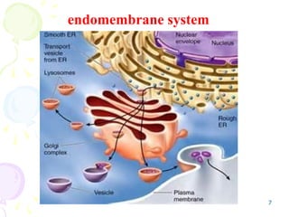 Chapter 4-1 Endomembrane system anatomy | PPT