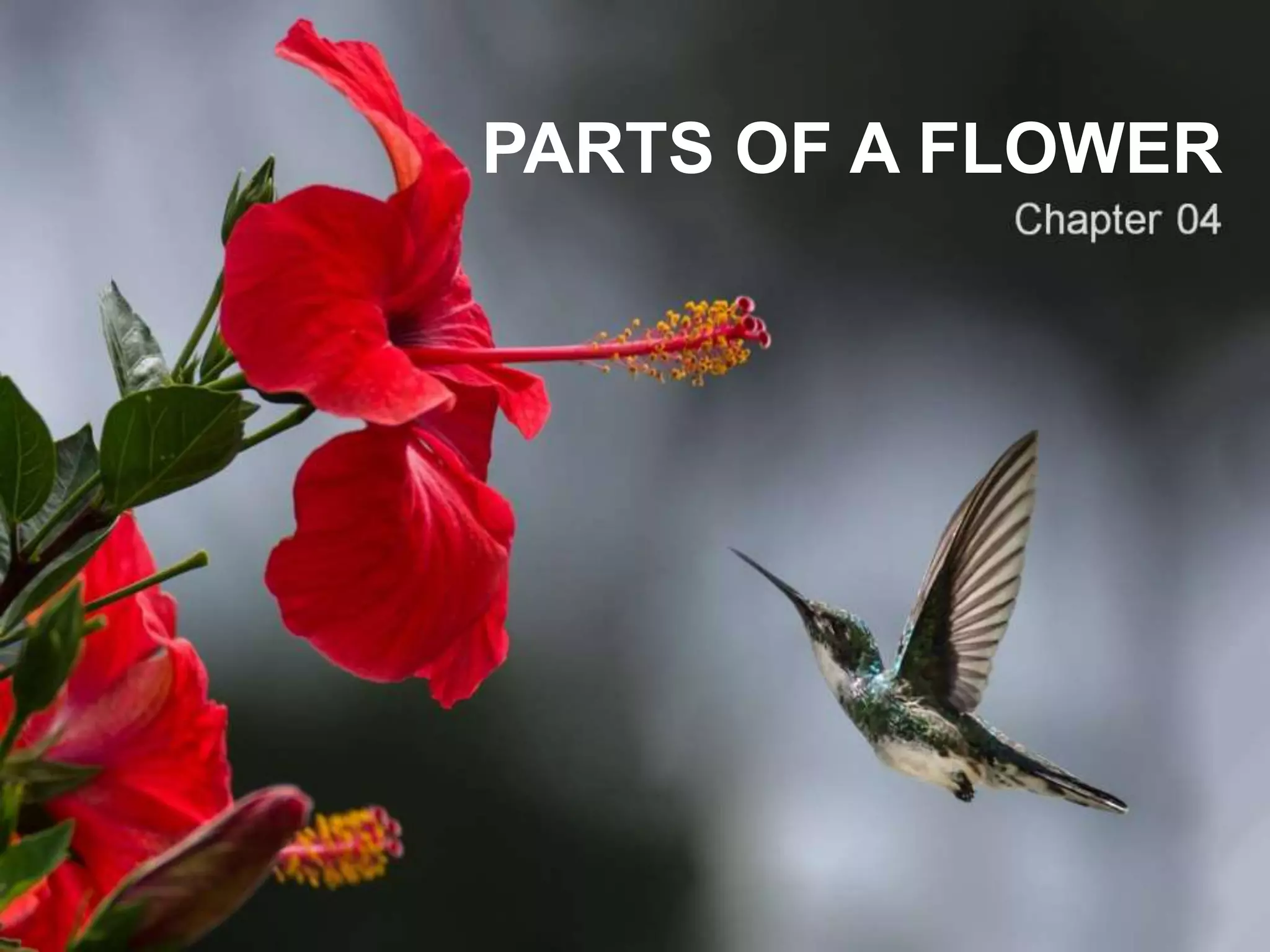 Chapter 4. pollination | PPTX