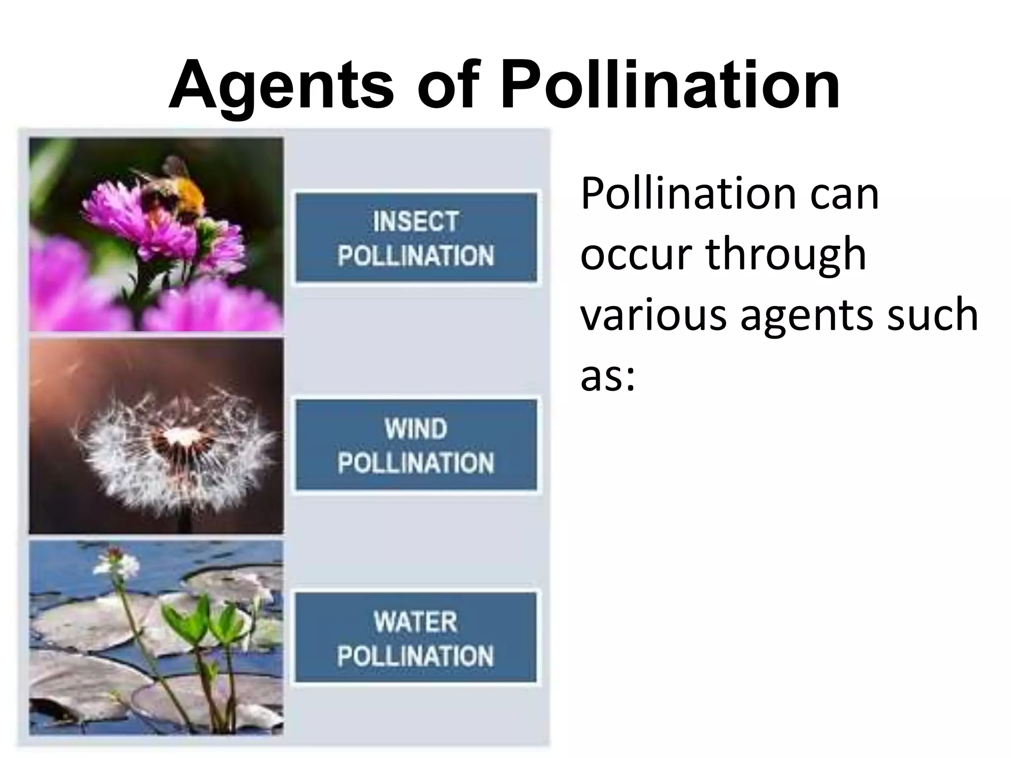 Chapter 4. pollination | PPTX
