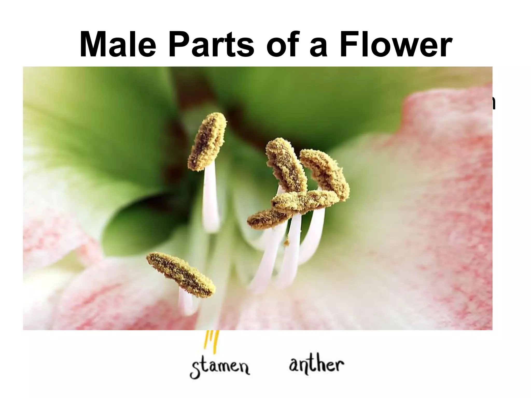 Chapter 4. pollination | PPTX