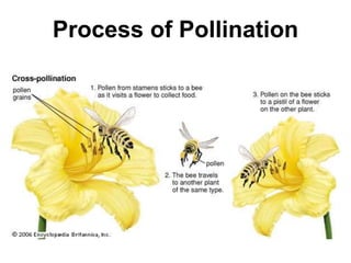 Chapter 4. pollination | PPTX
