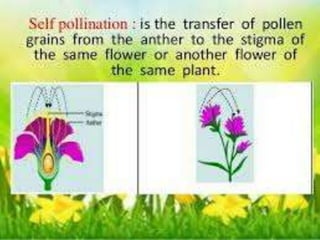 Chapter 4. pollination | PPTX