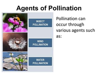 Chapter 4. pollination | PPTX