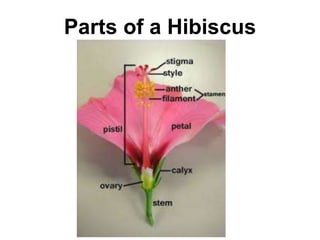 Chapter 4. pollination | PPTX