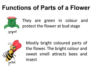 Chapter 4. pollination | PPTX