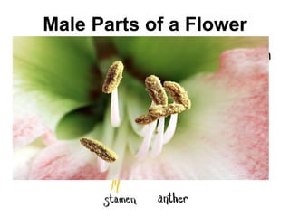 Chapter 4. pollination | PPTX