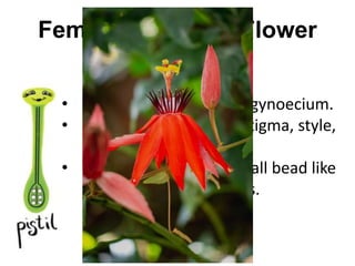 Chapter 4. pollination | PPTX