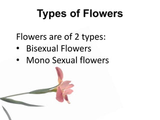 Chapter 4. pollination | PPTX