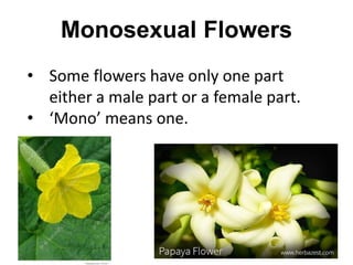 Chapter 4. pollination | PPTX