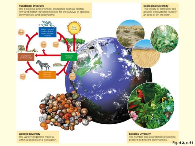 Biodiversity and evolution | PPT