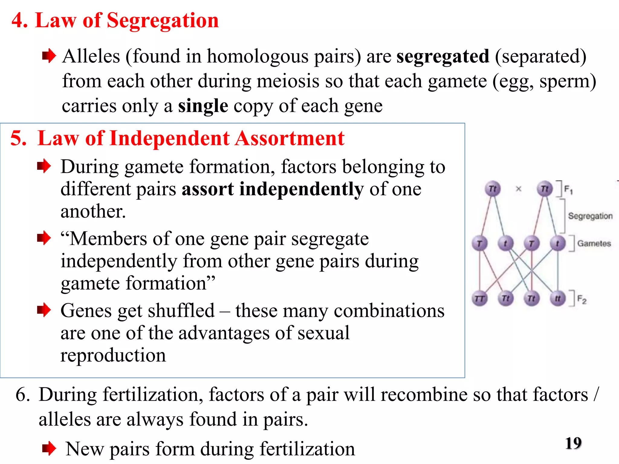 Chapter 4. Genetics and Evolution.pptx