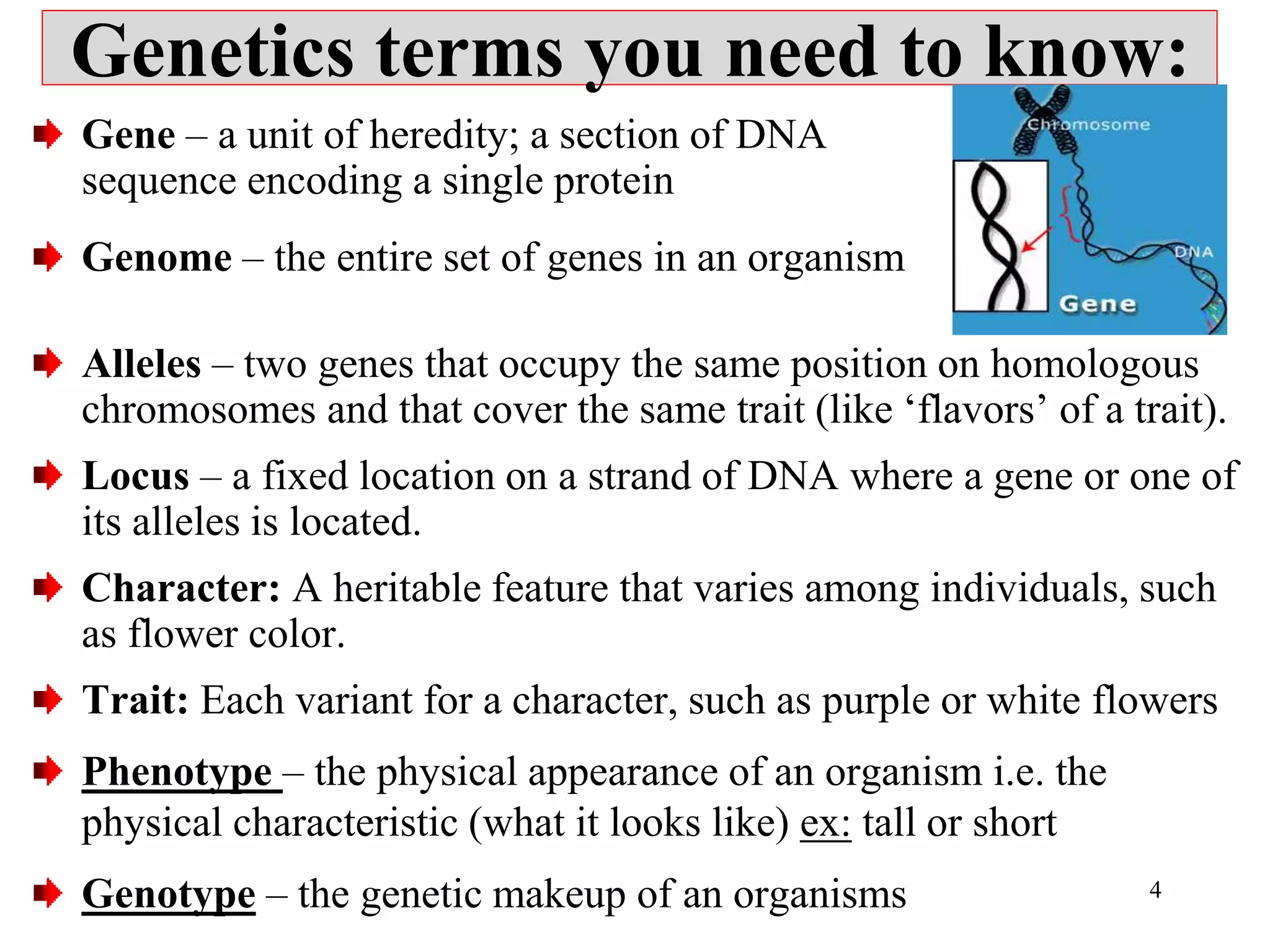 Chapter 4. Genetics and Evolution.pptx
