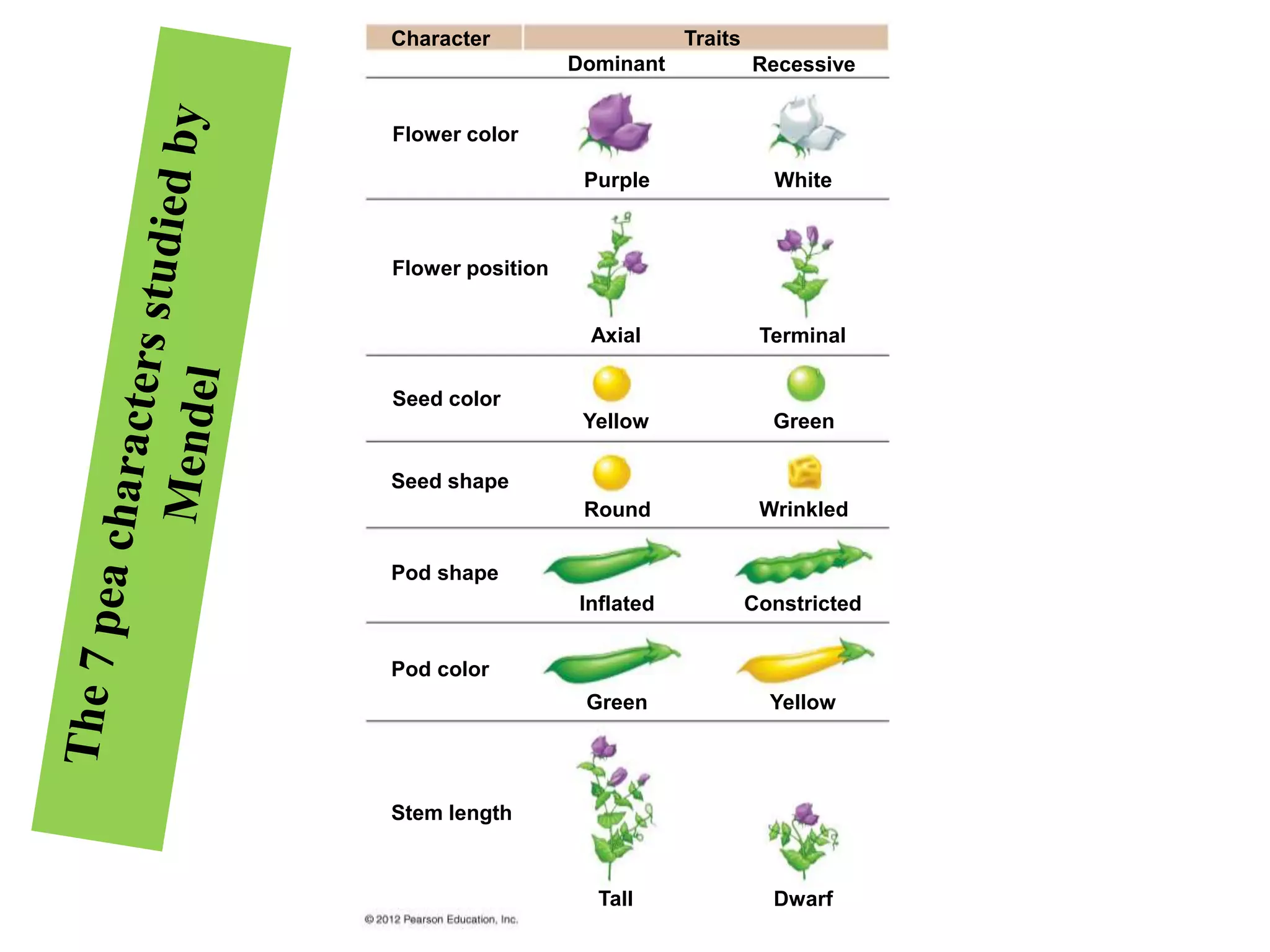 Chapter 4. Genetics and Evolution.pptx
