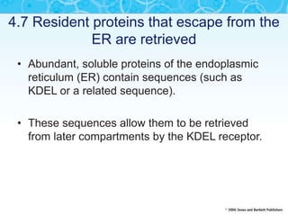 Chapter4.ppt | Biological Sciences | Science