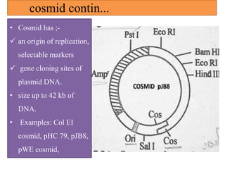 Chapter4.pptx | Genetics | Science