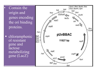 Chapter4.pptx | Genetics | Science