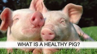 Swine Health Management- Learn how to manage the health of your pigs | PPTX