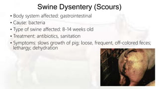 Swine Health Management- Learn how to manage the health of your pigs | PPTX
