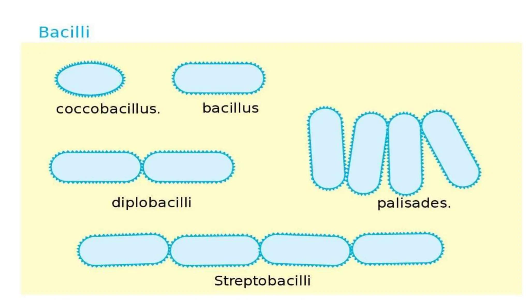 chapter 4.bicterial structure and functionpptx | PPT