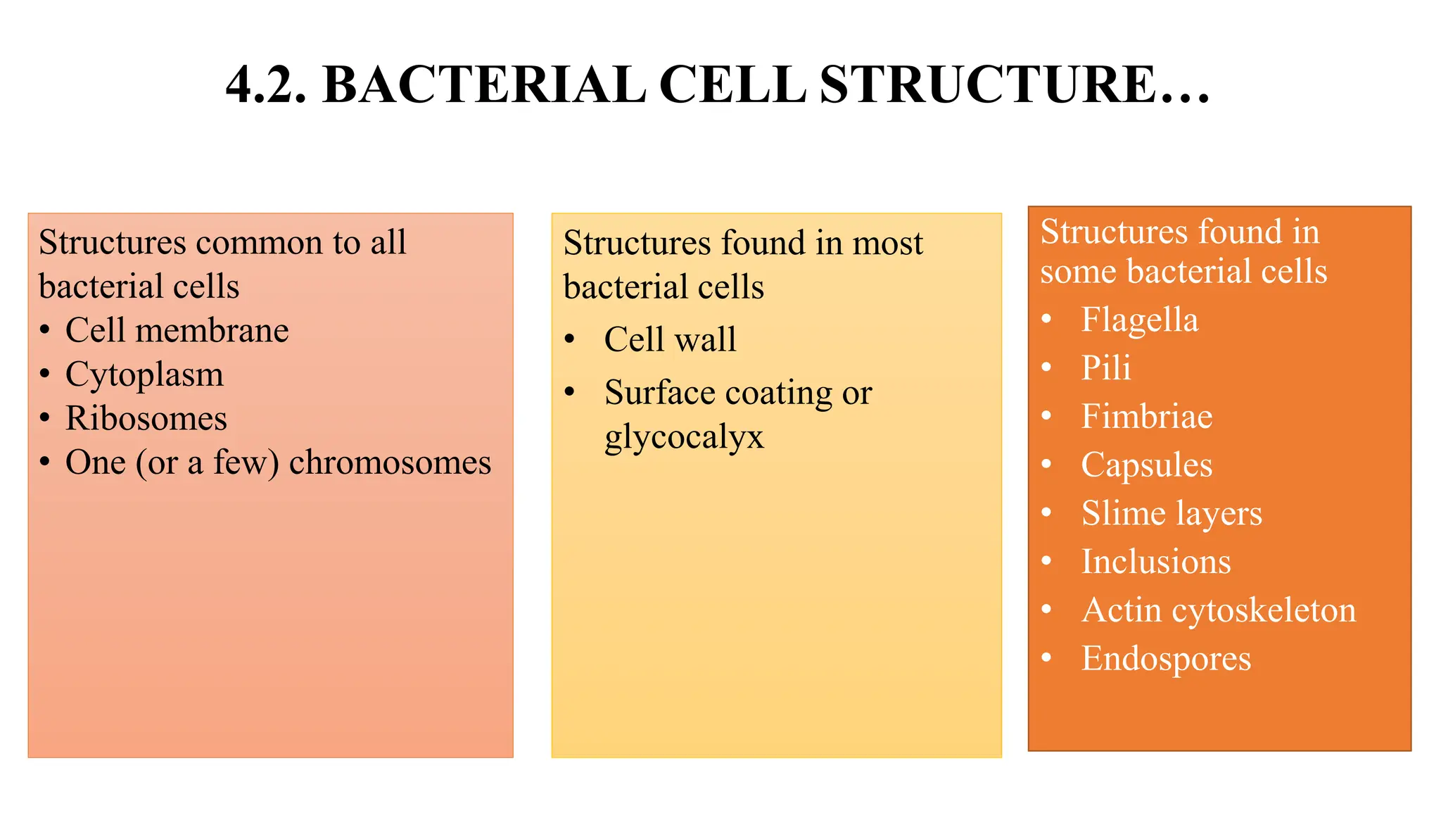 chapter 4.bicterial structure and functionpptx | PPTX