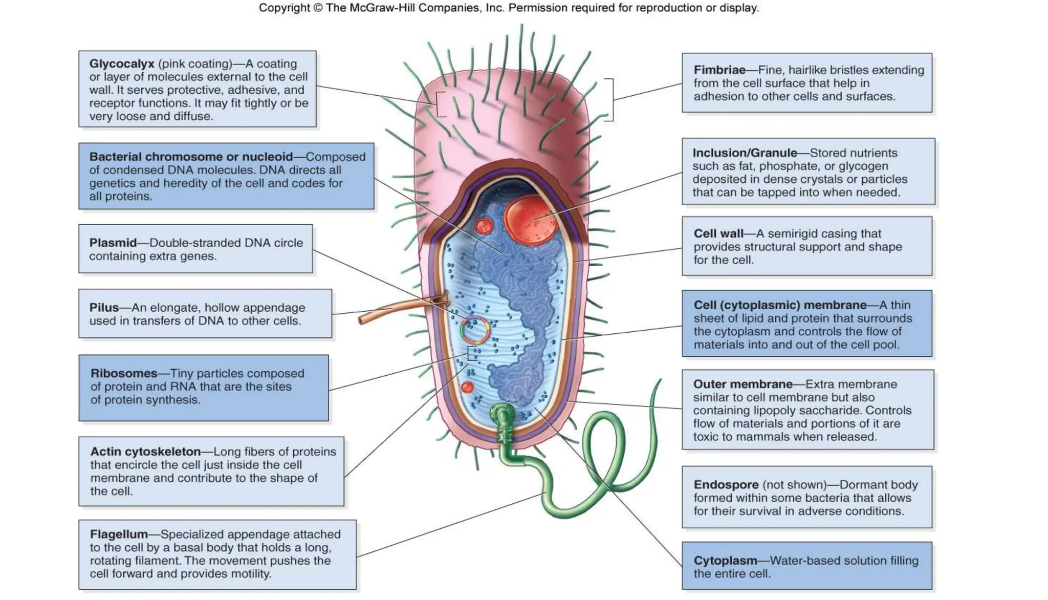chapter 4.bicterial structure and functionpptx | PPT