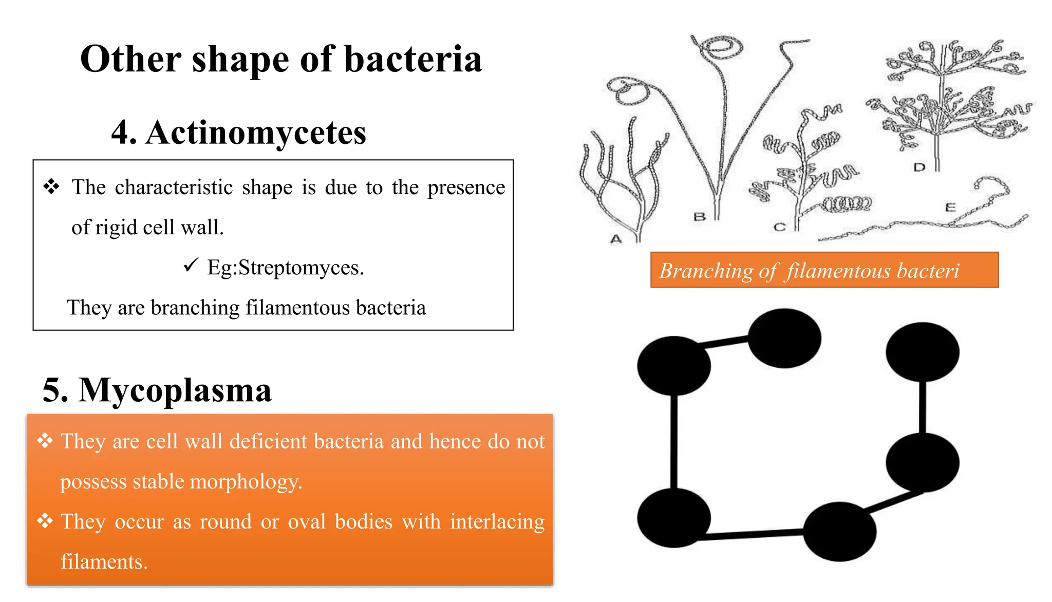 chapter 4.bicterial structure and functionpptx | PPTX