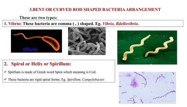 chapter 4.bicterial structure and functionpptx | PPT