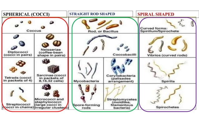 chapter 4.bicterial structure and functionpptx | PPT
