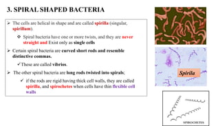 chapter 4.bicterial structure and functionpptx | PPT