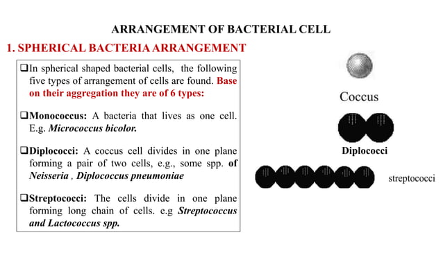 chapter 4.bicterial structure and functionpptx | PPT
