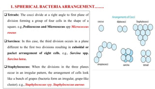 chapter 4.bicterial structure and functionpptx | PPTX