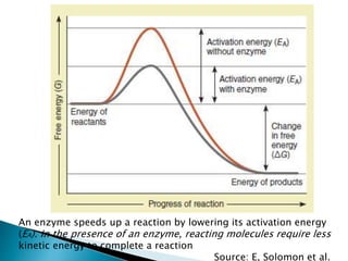 Chapter 4.pptx enzyme stpm biology aaaaa | PPTX