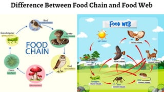 Chapter 4. Ecosystem.................pdf