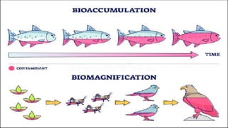Chapter 4. Ecosystem.................pdf