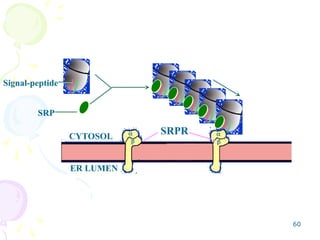 Chapter 4-2 Endomembrane system & anatomy | PPT