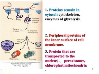 Chapter 4-2 Endomembrane system & anatomy | PPT