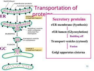 Chapter 4-2 Endomembrane system & anatomy | PPT