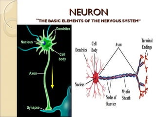 Biological bases of human behavior | PPT
