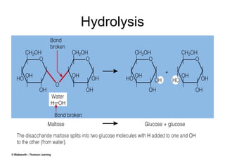 Carbohydrate Metabolism: An introduction to sugars, starches and fiber ...
