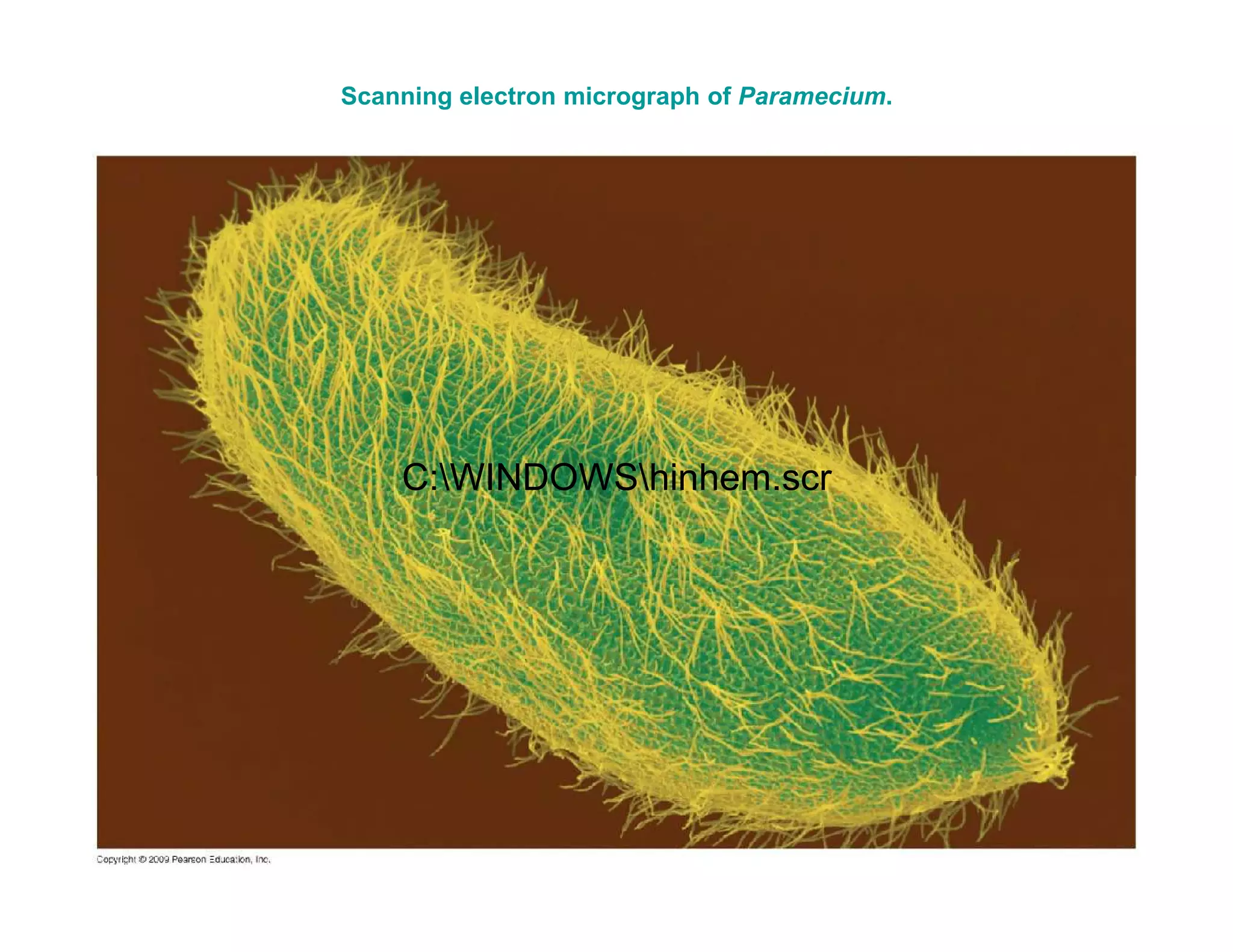 Chapter 4 cell & tissues (1) [compatibility mode] | PDF | Biological ...