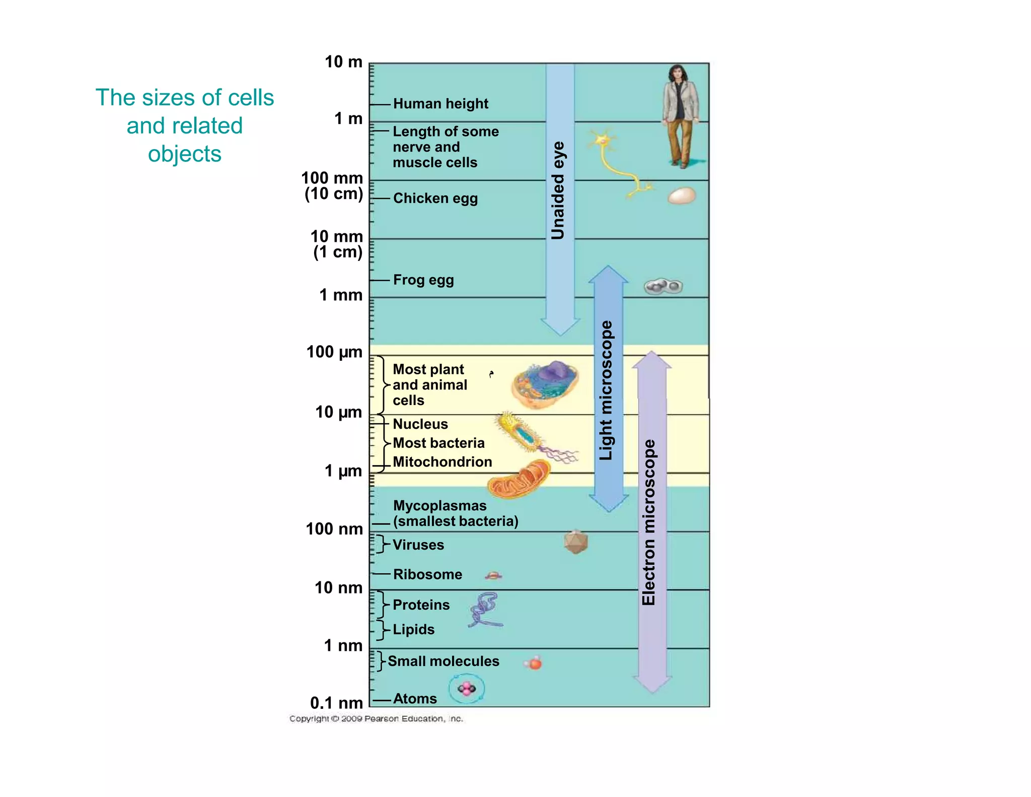 Chapter 4 cell & tissues (1) [compatibility mode] | PDF | Biological ...