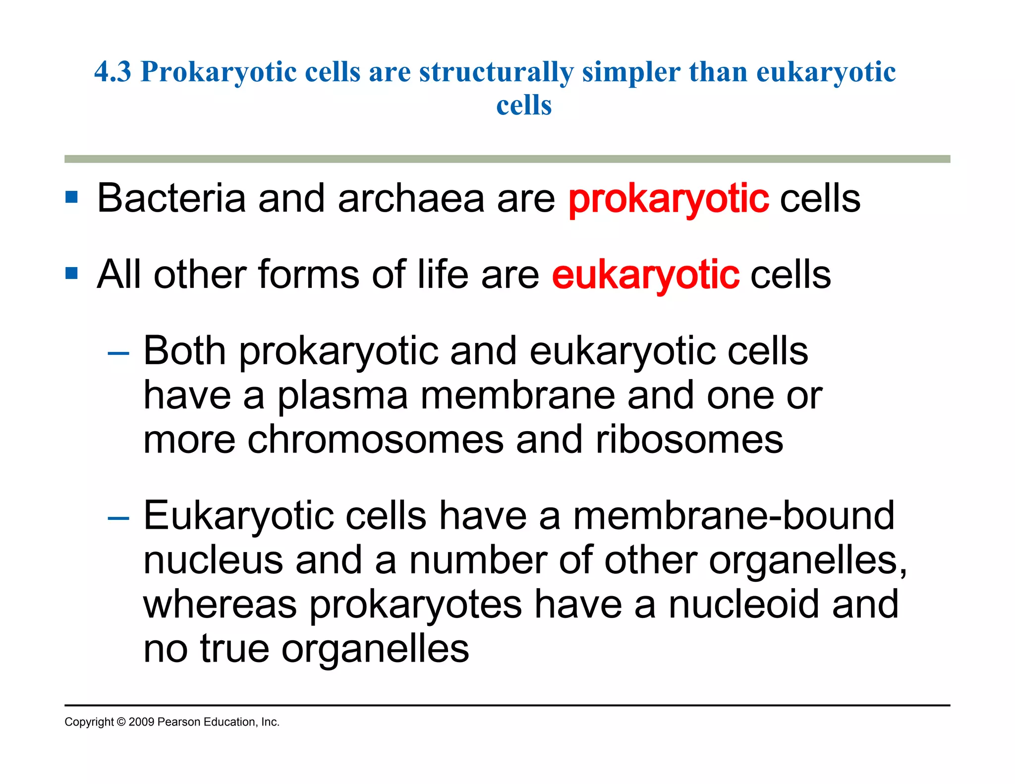 Chapter 4 cell & tissues (1) [compatibility mode] | PDF | Biological ...