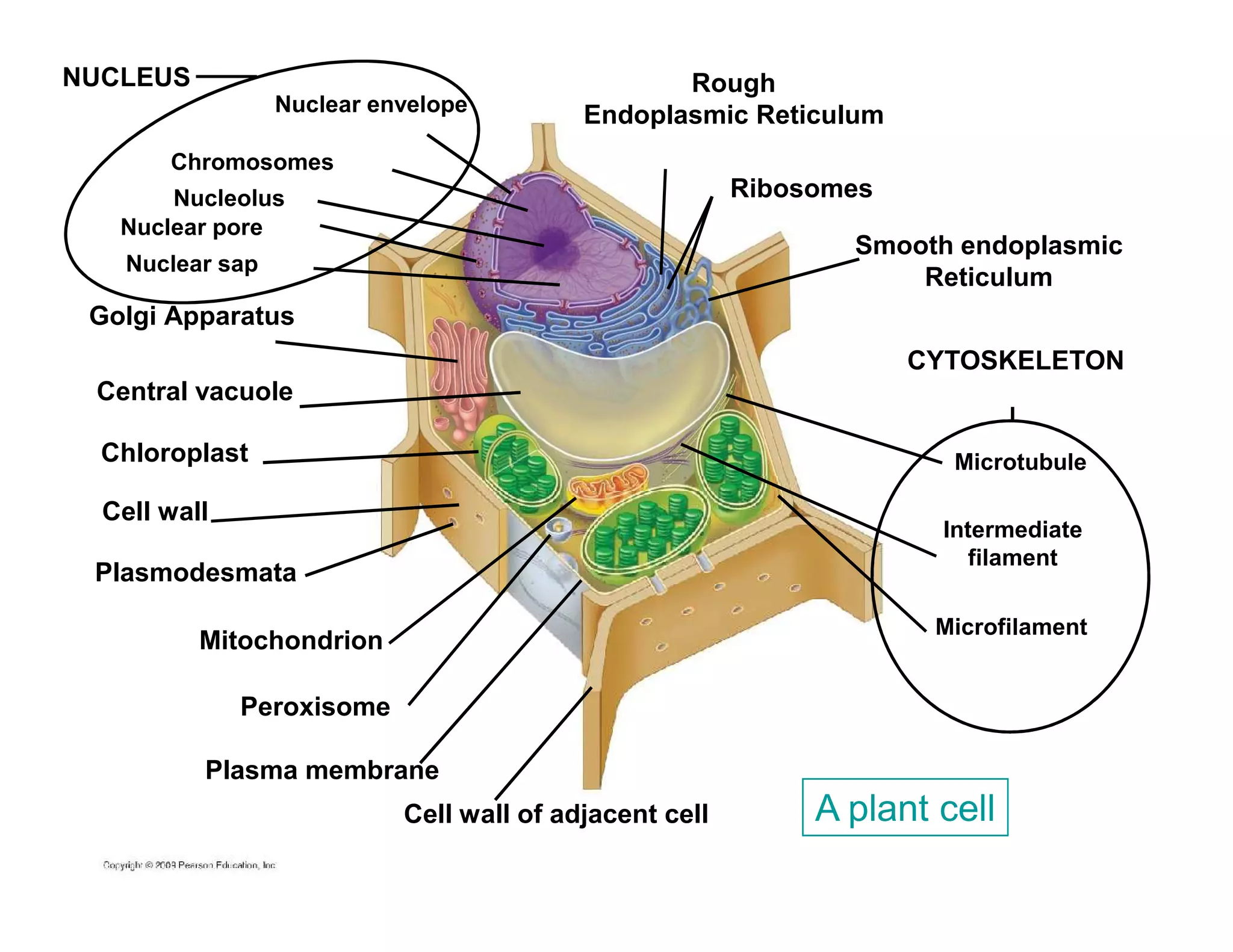 Chapter 4 cell & tissues (1) [compatibility mode] | PDF | Biological ...