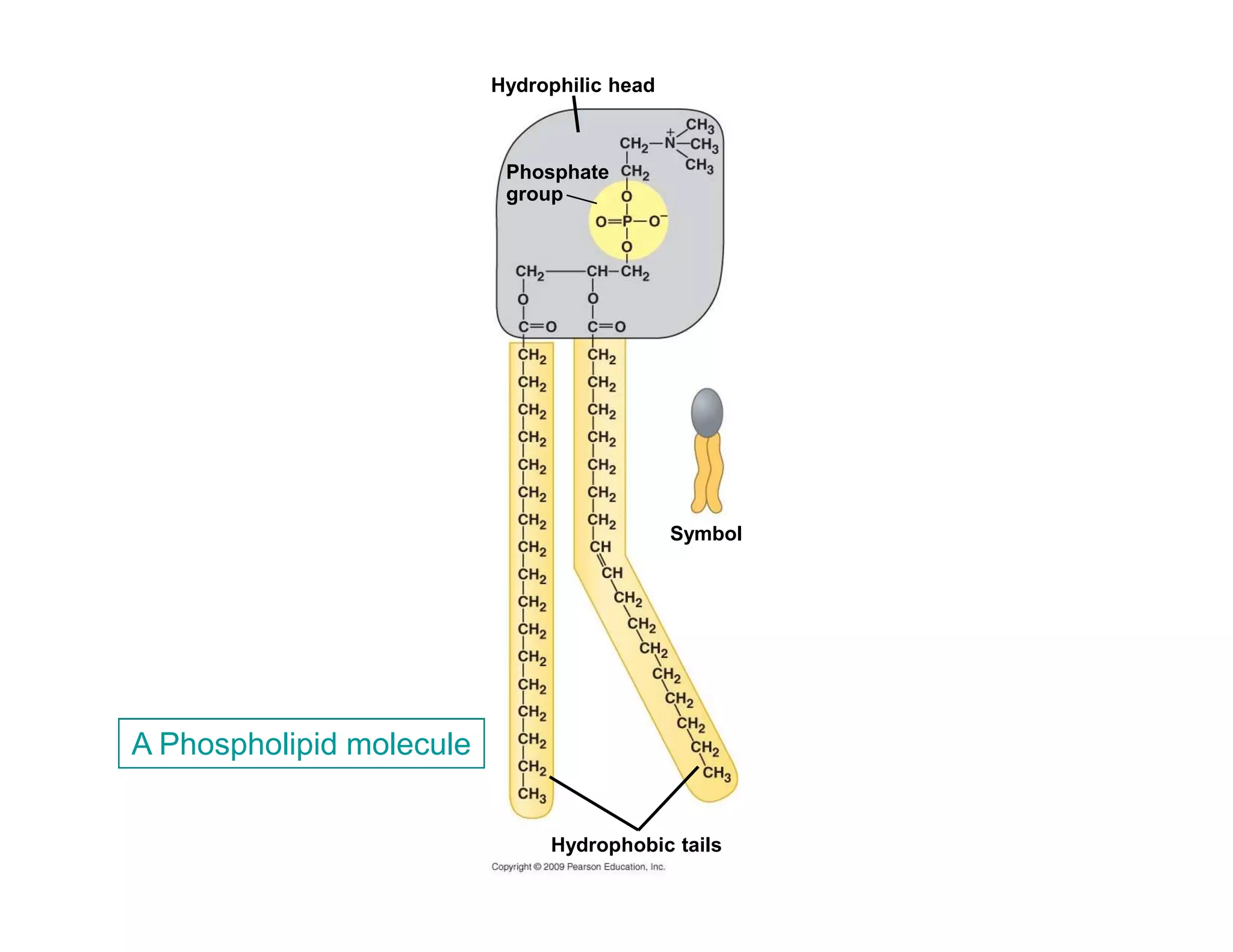 Chapter 4 cell & tissues (1) [compatibility mode] | PDF | Biological ...