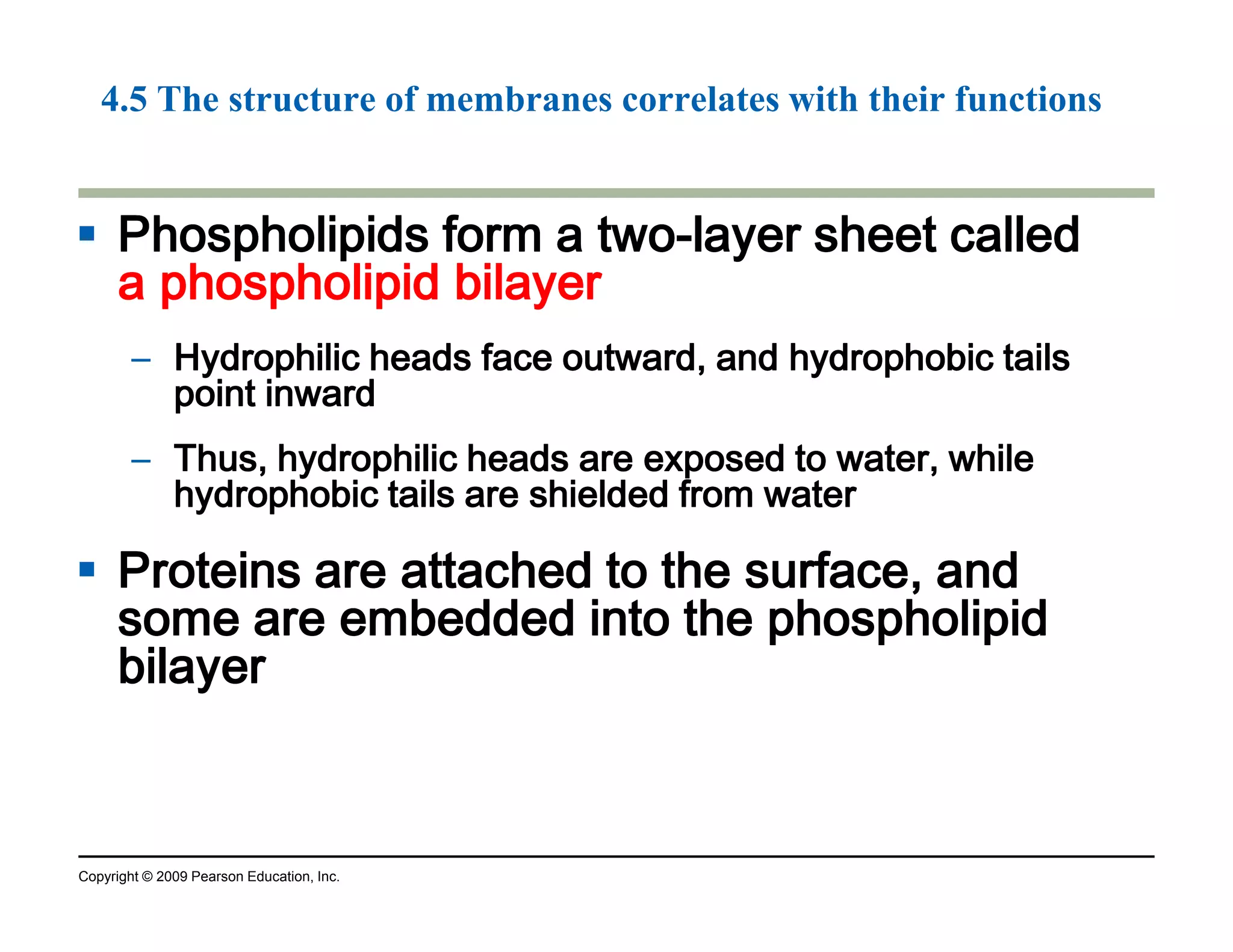 Chapter 4 cell & tissues (1) [compatibility mode] | PDF | Biological ...